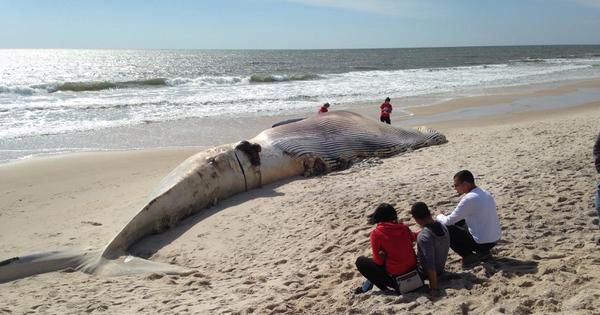 This Humongous Whale Washed Up Dead on Long Island