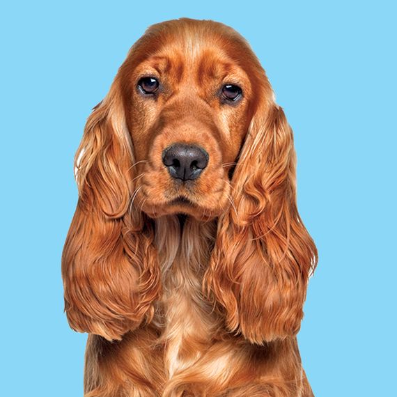 The Long History of Dog Breeders Making Dogs Much Sicker