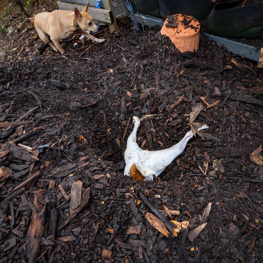 Meet the Rat-Hunting Dogs in Bushwick: Photos