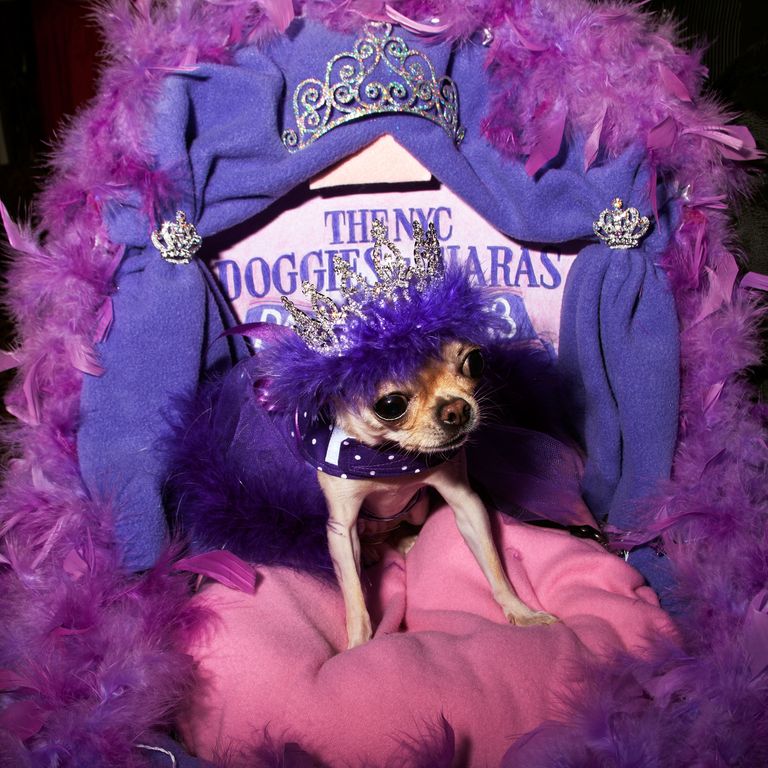 This Dog Beauty Pageant Was the Best Fashion Weekend Show