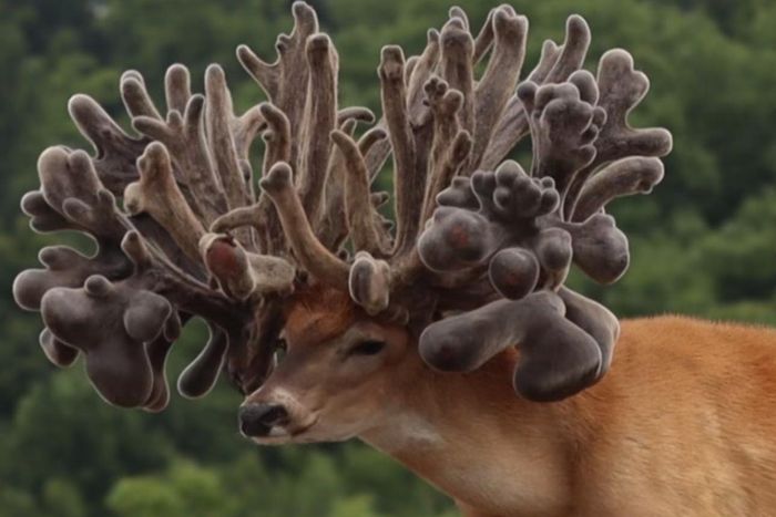 Frankenstein’s Sheep: The Scapegoating of a Montana Farmer