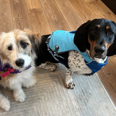 The Best Life Jackets for Dogs | The Strategist