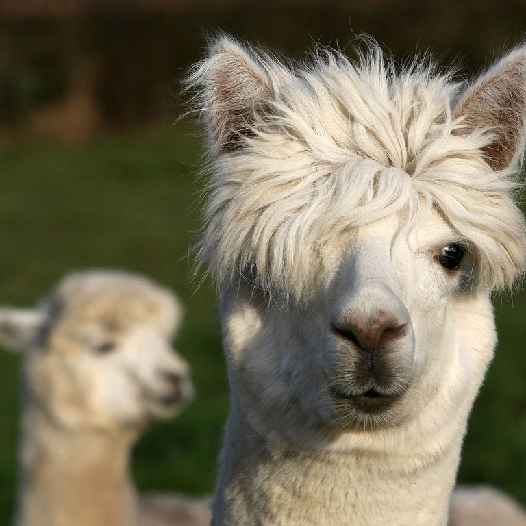 14 Animals Better at Beauty Than You Are