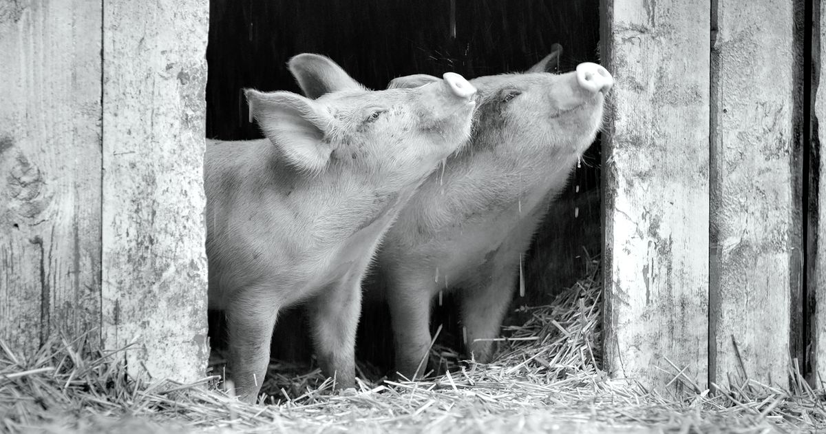 Movie Review: Gunda, Executive Produced by Joaquin Phoenix