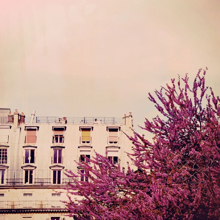 Fuchsia! The Diva of the Color Spectrum