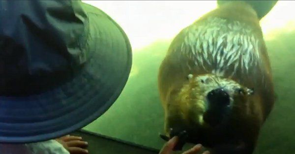 Well, This Is Certainly the Friendliest Beaver We’ve Ever Seen