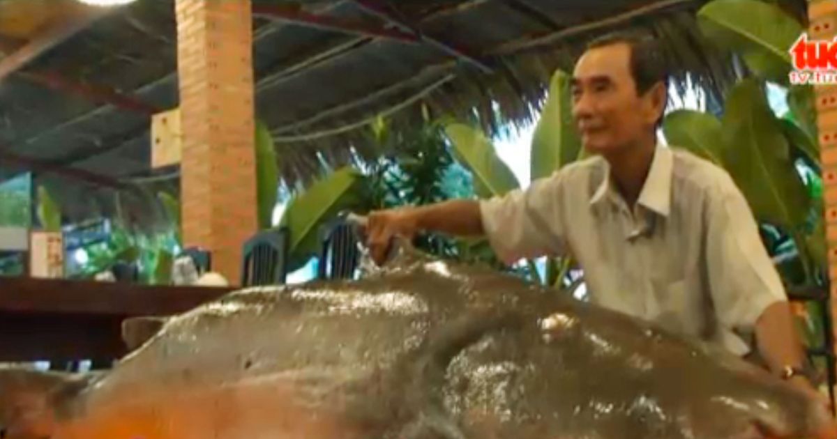 This Restaurant Paid $16K for a 500-Pound Endangered Catfish
