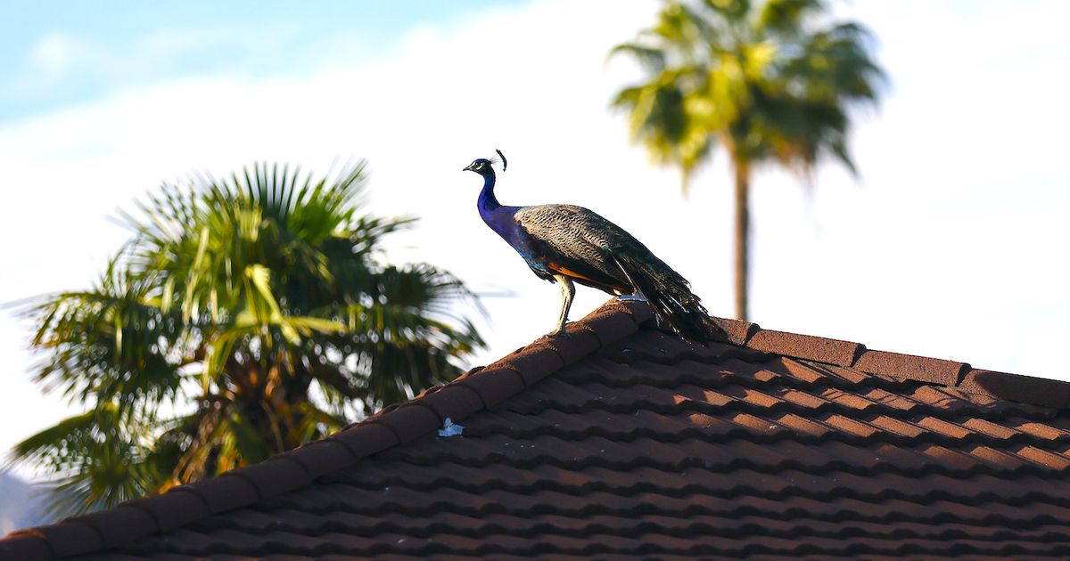 Feral Peacocks Running Roughshod Over Southern California