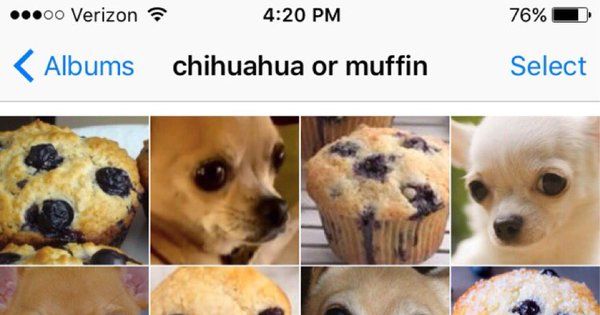 ‘Chihuahua or Muffin’ Is the SAT for Stoned Animal Lovers