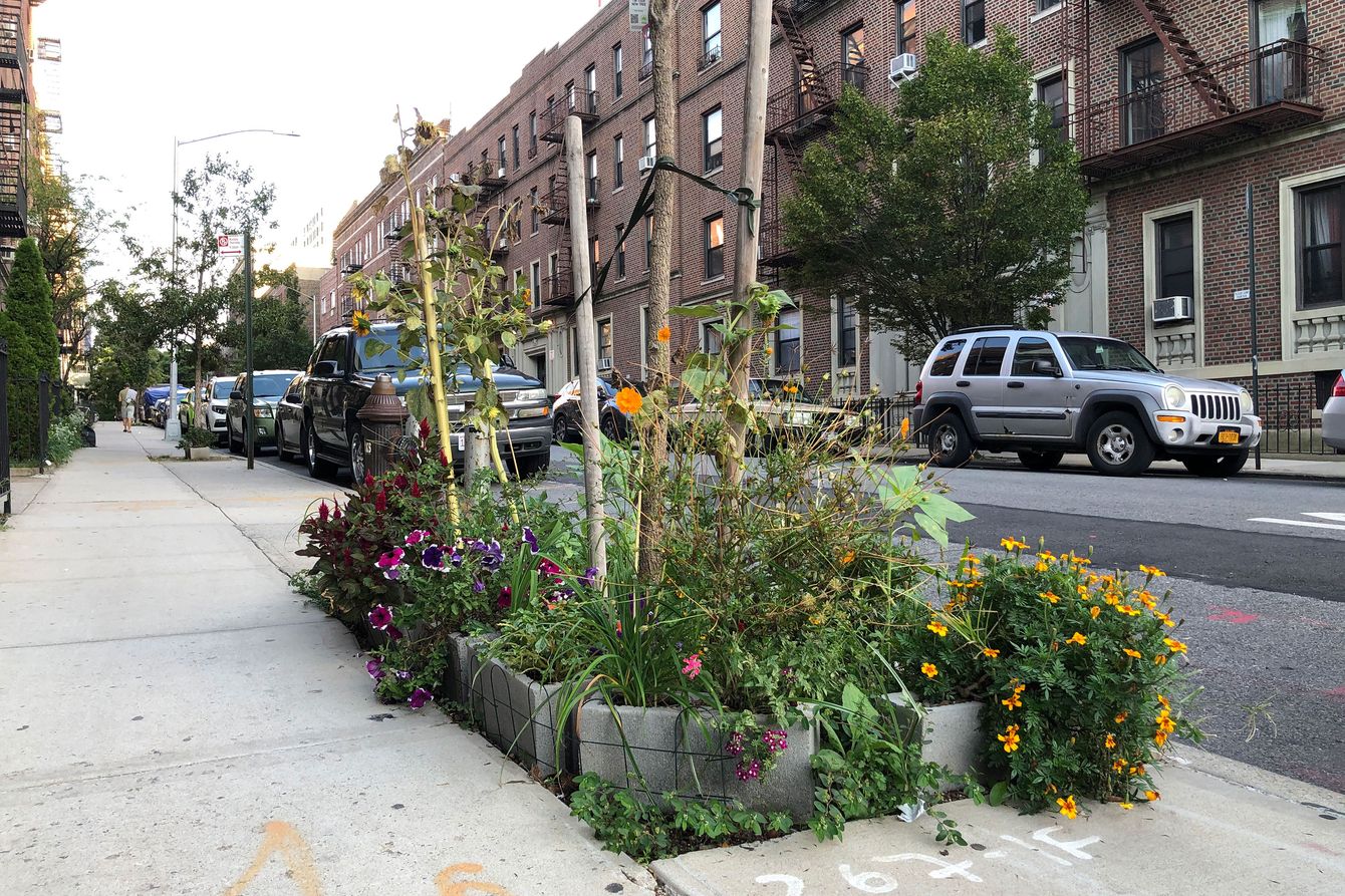 New York City’s Tree Pit Gardens