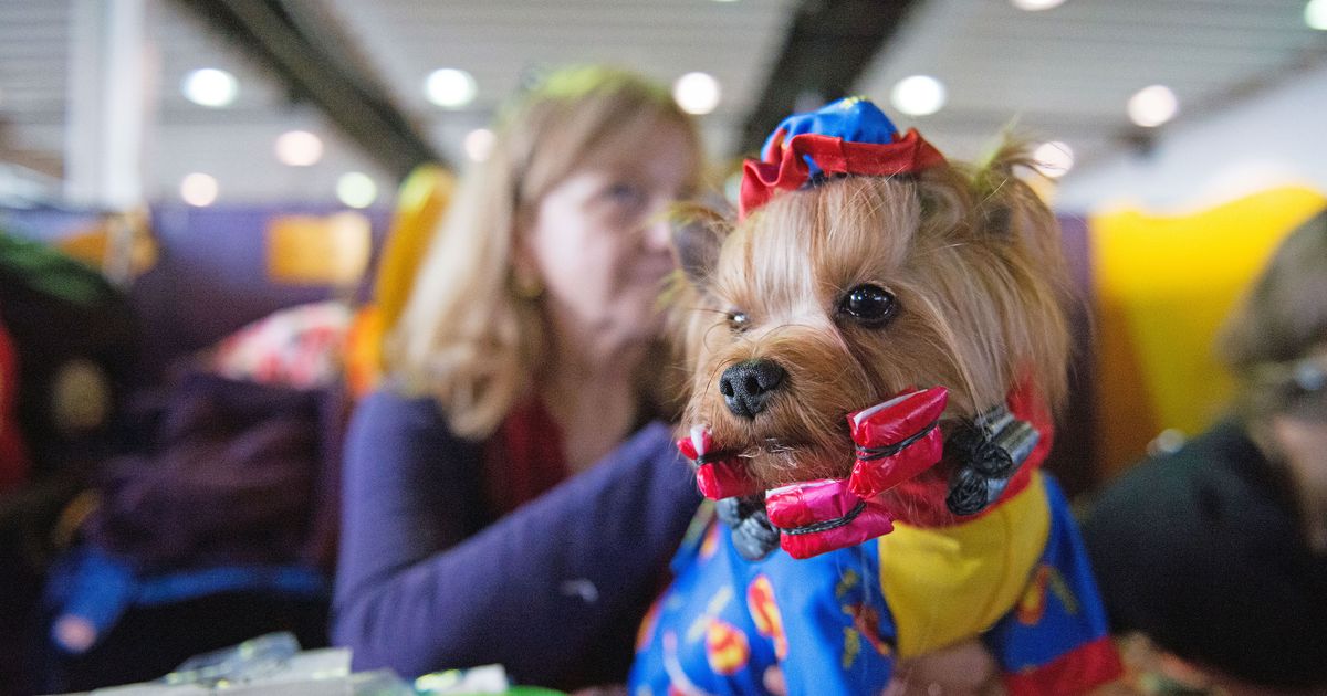 Beauty Secrets From the Westminster Kennel Club Dog Show