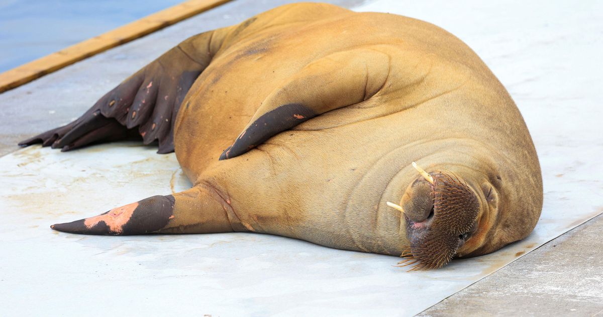 No One Is Having a Better Summer Than Freya the Walrus