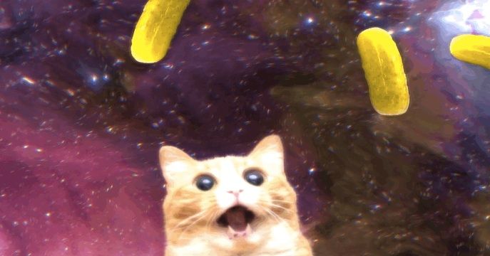 Happy Monday! Please Enjoy Pickle Cat, the Internet’s Current Best Website