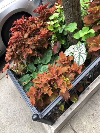 New York City’s Tree Pit Gardens