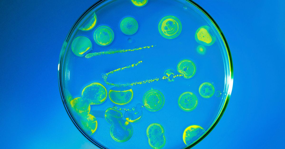 A Study Suggests Gut Bacteria Can Slow Your Internal Clock
