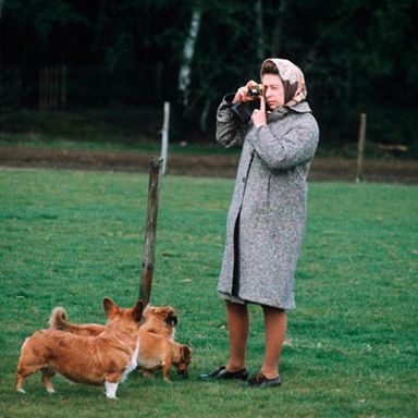 See Queen Elizabeth With Corgis, a Panda, Elephants, and Other Animals