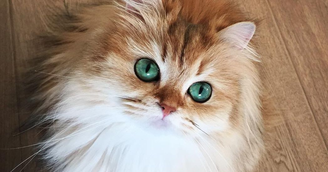 This Cat Is Really Good at Instagram
