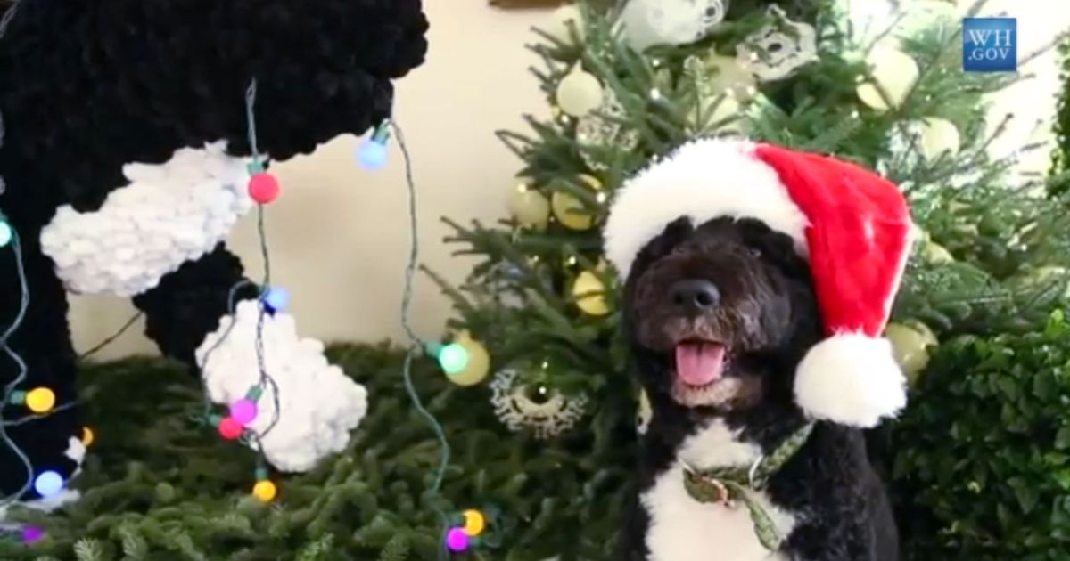 Bo Obama Wears a Santa Hat, Inspects the White House