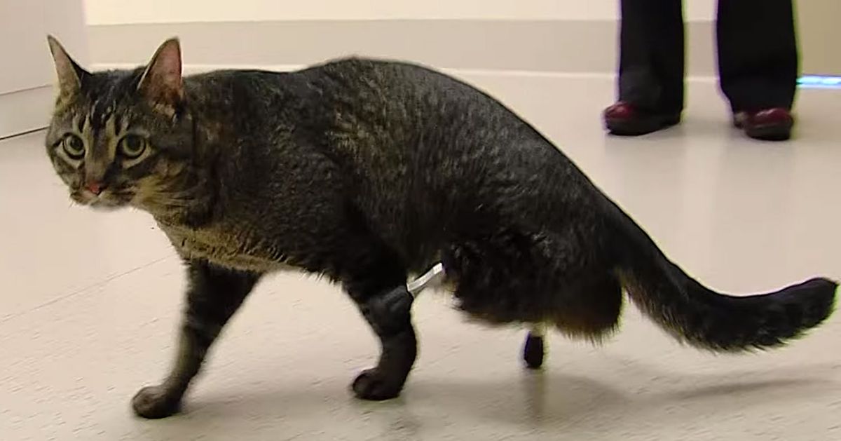 Bionic Cat Teeters Across Vet Exam Room and Into Our Hearts