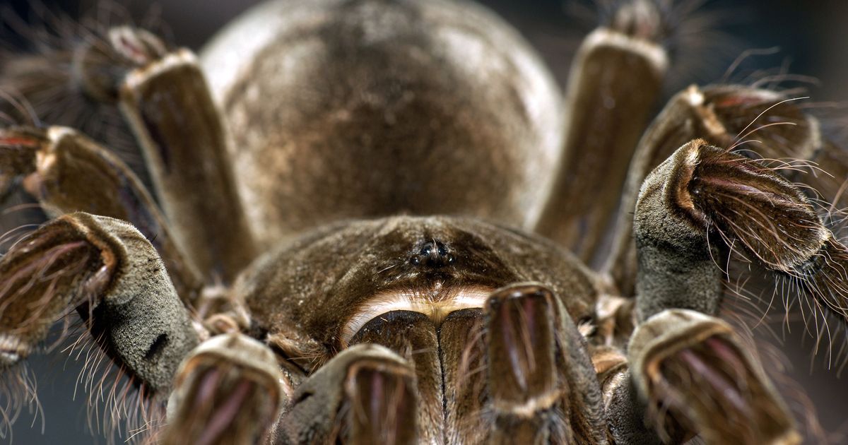 Scientists Stumble Upon a Horrifying Spider the Size of a Puppy
