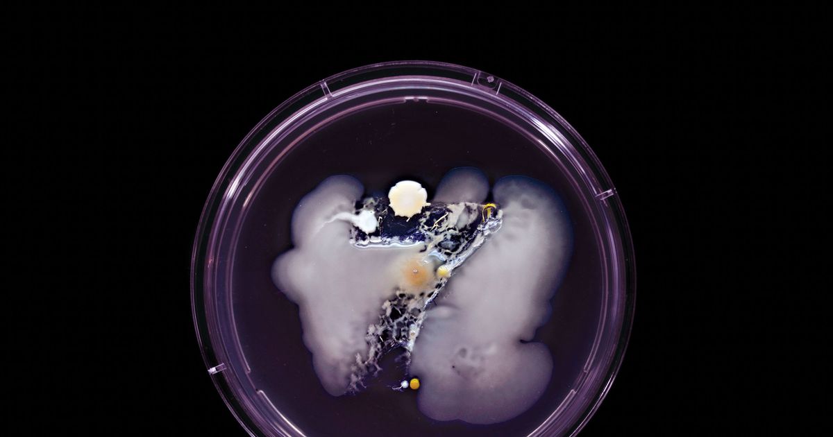 What Lives on the Subway Pole?