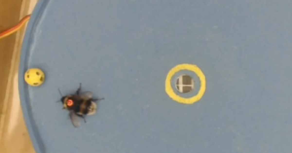 Researchers Taught Bees to Play Soccer -- Science of Us