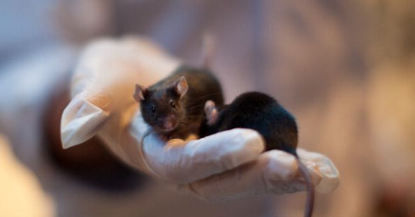 Thousands of Parachuting Mice Not Nearly As Adorable As It Sounds