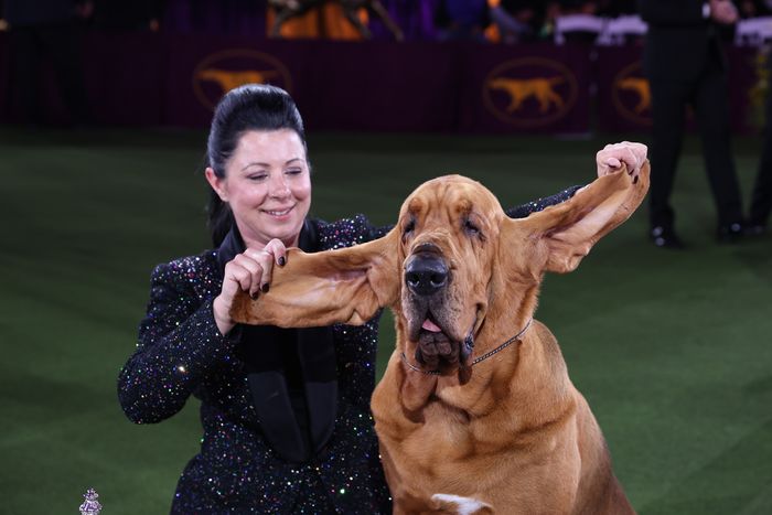 Trumpet the Bloodhound Made Westminster Dog Show History