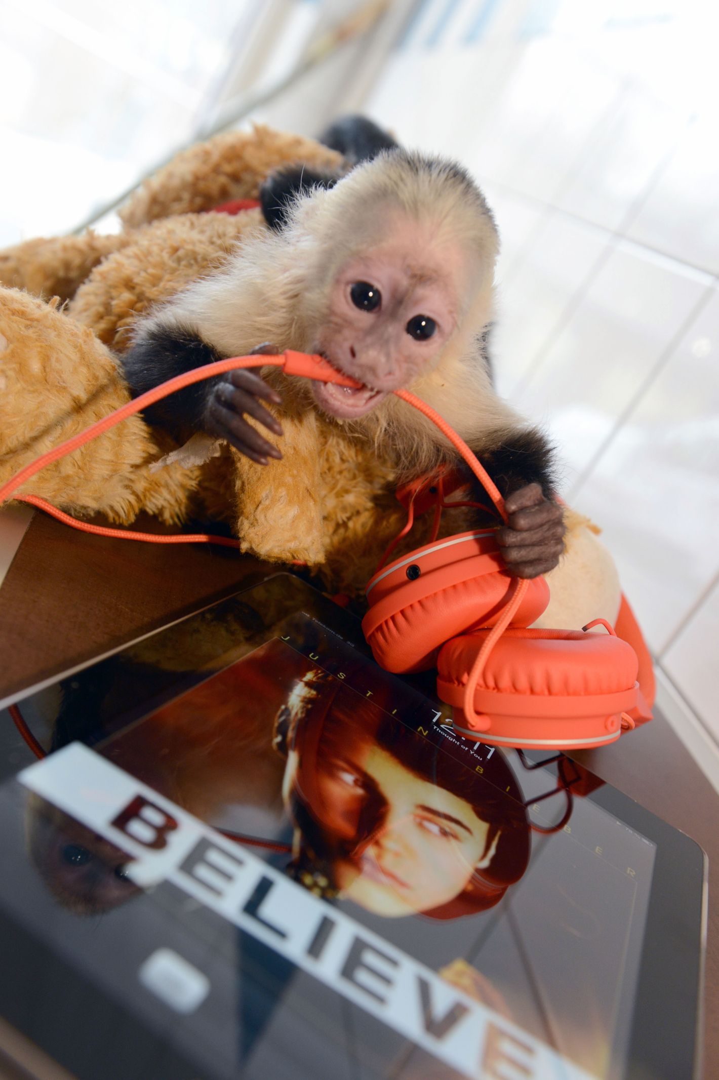 Justin Bieber’s Monkey Is So Over Him
