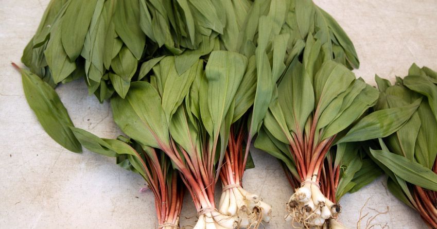 How Ramps Became Spring’s Most Popular, and Divisive, Ingredient