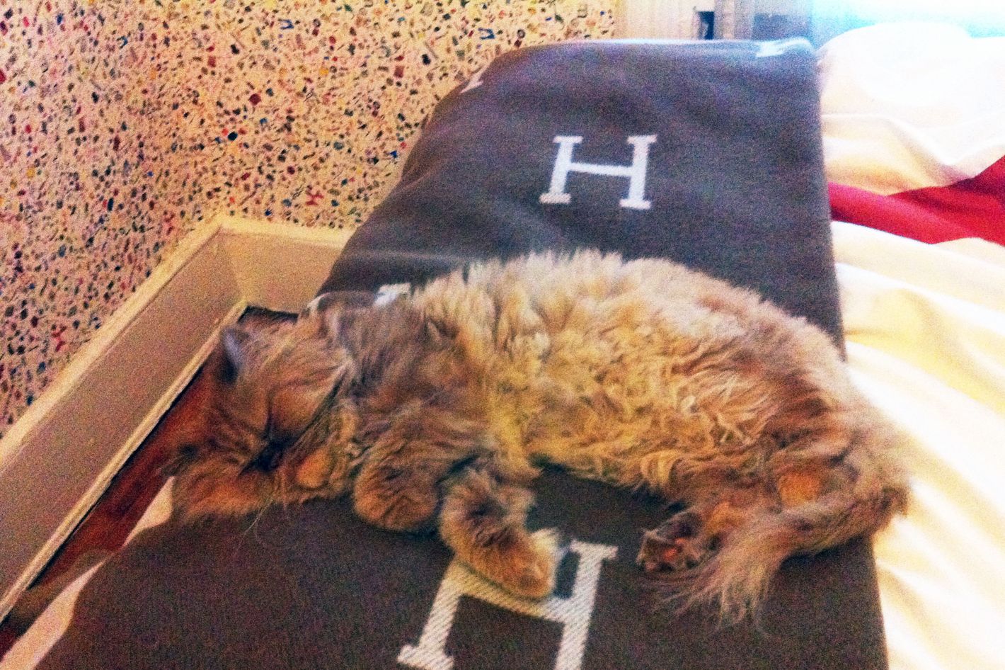 Meet Lyle, the Bashful Cat Model From Rachel Antonoff’s Presentation