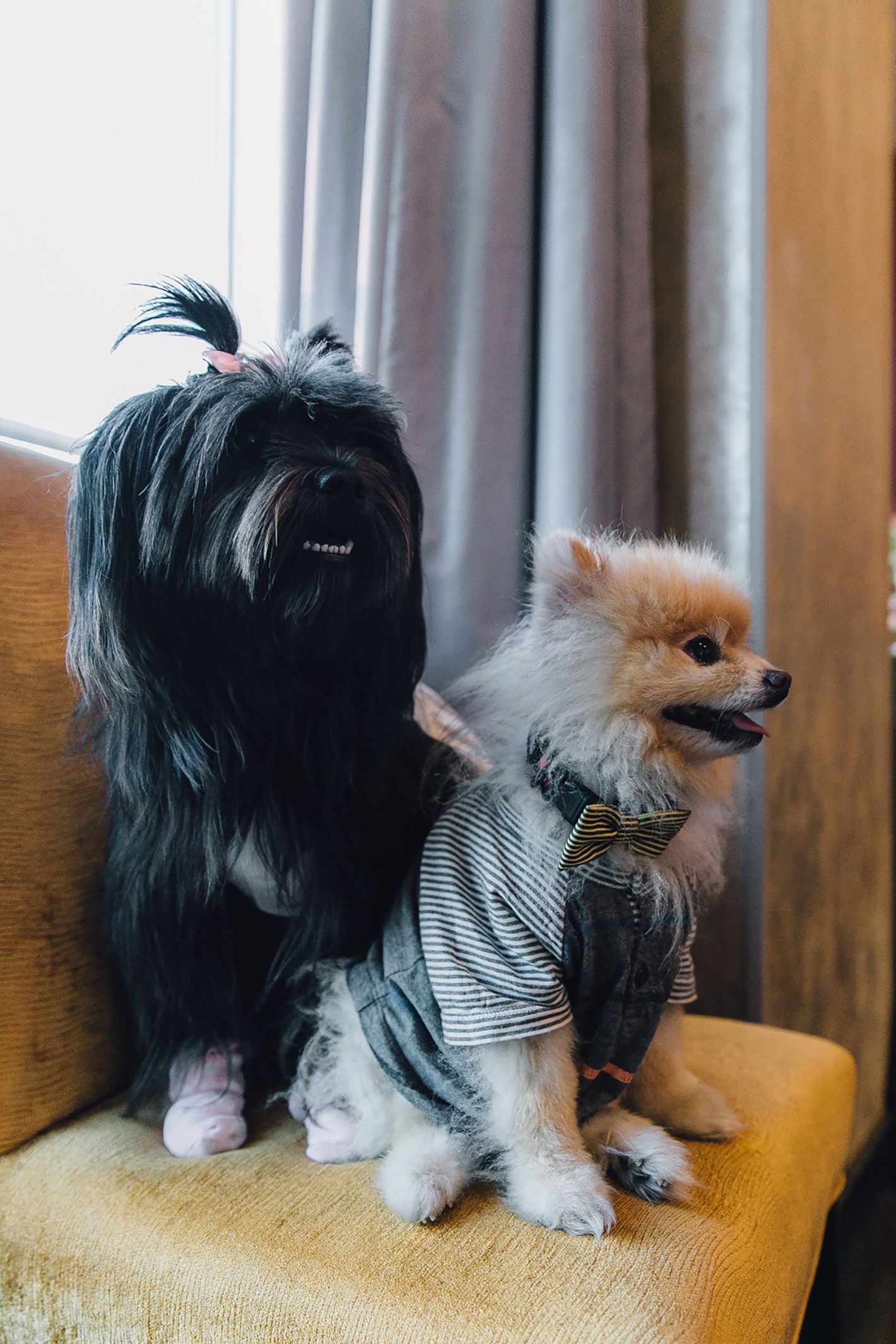 Chance the Rapper and a Bunch of Dogs Partied This Week