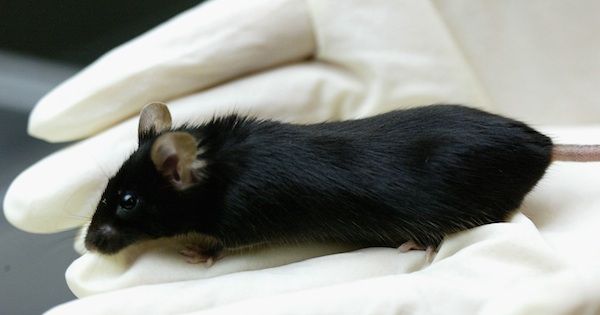 New York Lost Some Very Valuable Mice to Sandy, But Not Its Favorite Walrus