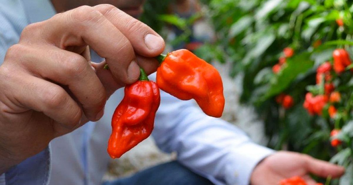 World’s Nastiest New Chili Tricks You Into Thinking It’s Not Spicy
