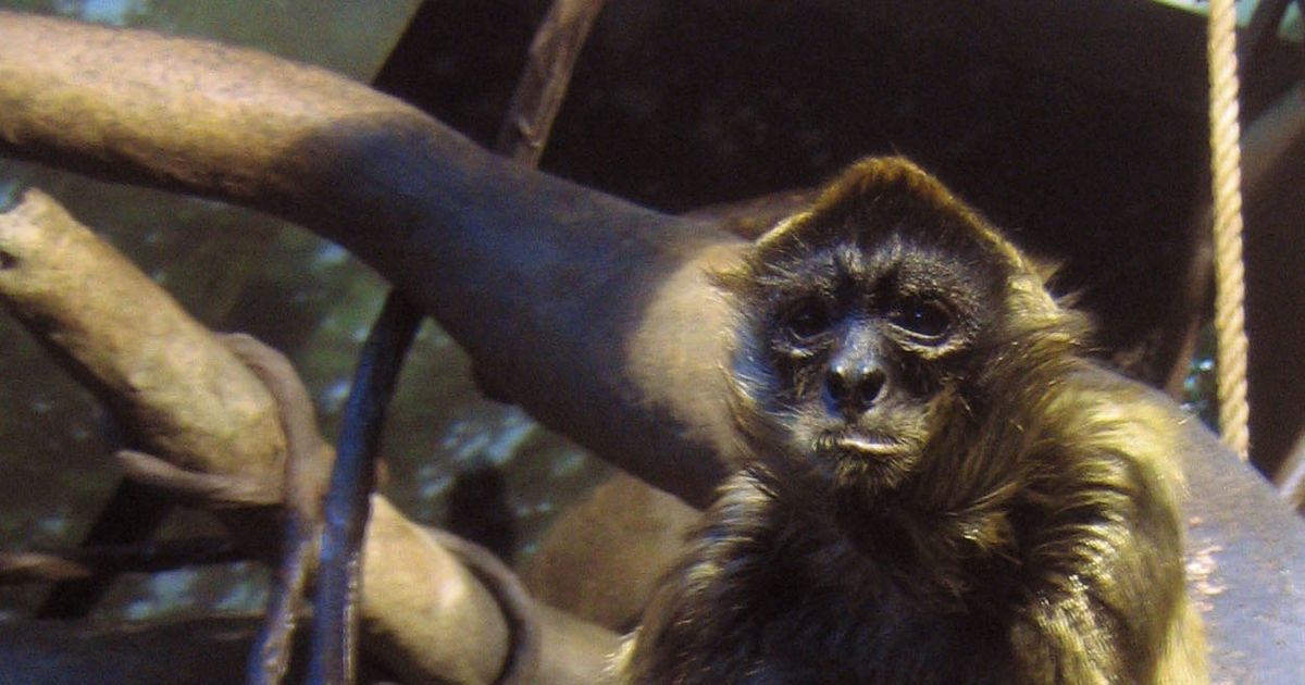 Grandpa, the Barely Psychic Spider Monkey, to Predict New Hampshire ...