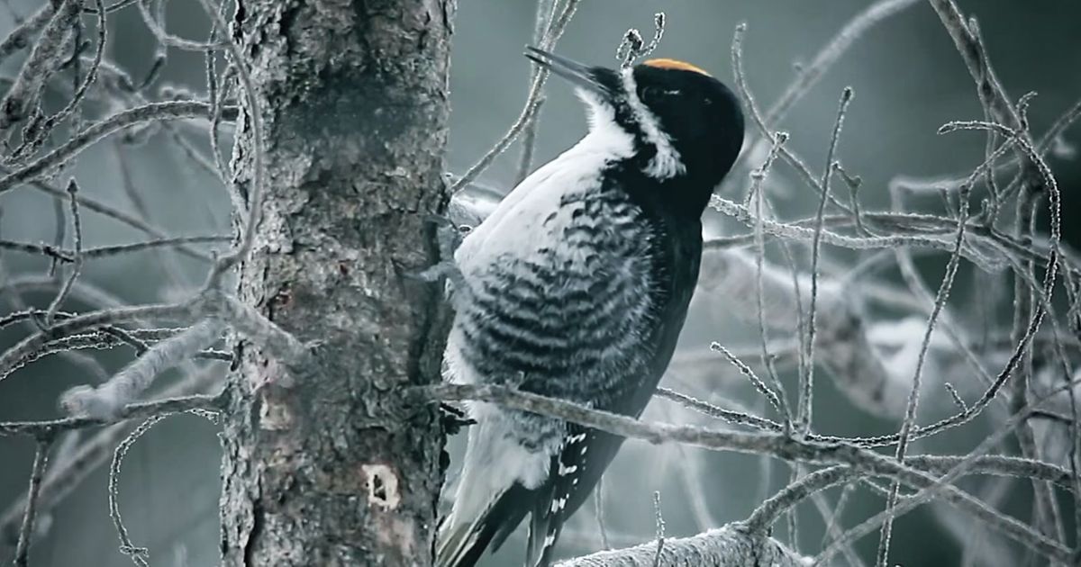 Fargo’s Season 2 Teaser Is for the Birds