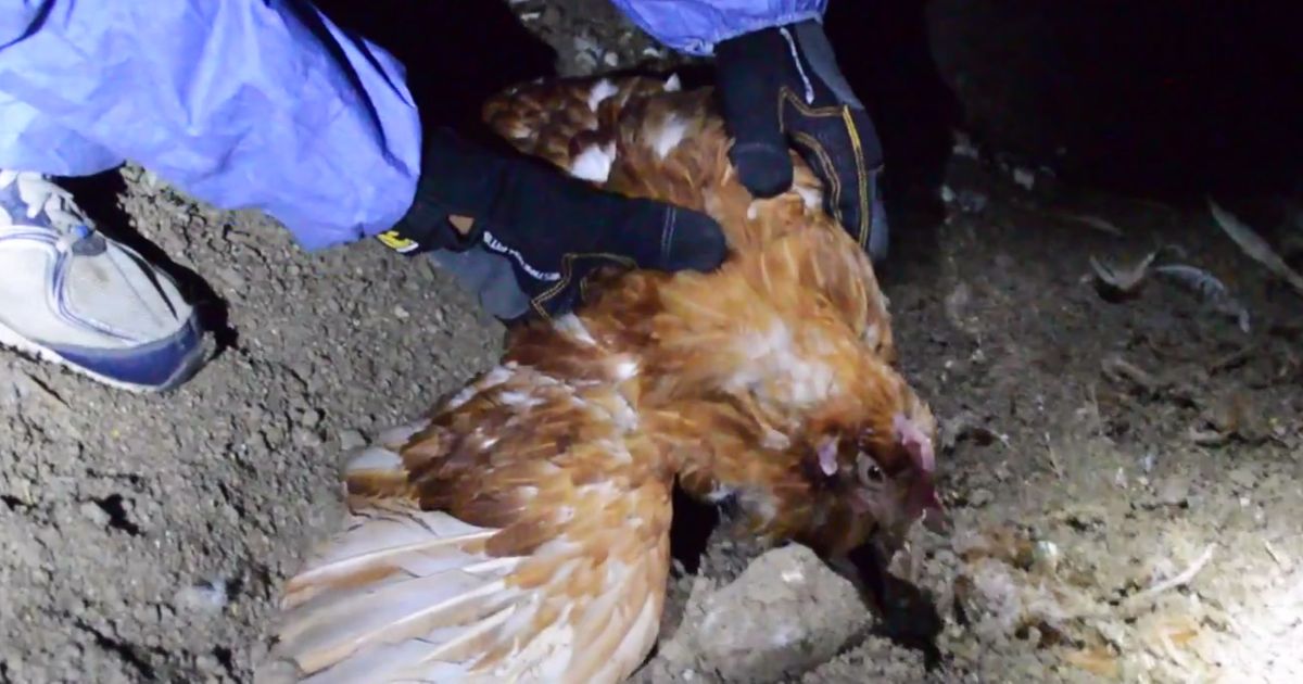 Video Alleging Hen Abuse at Whole Foods Egg Supplier Sorta Backfires ...
