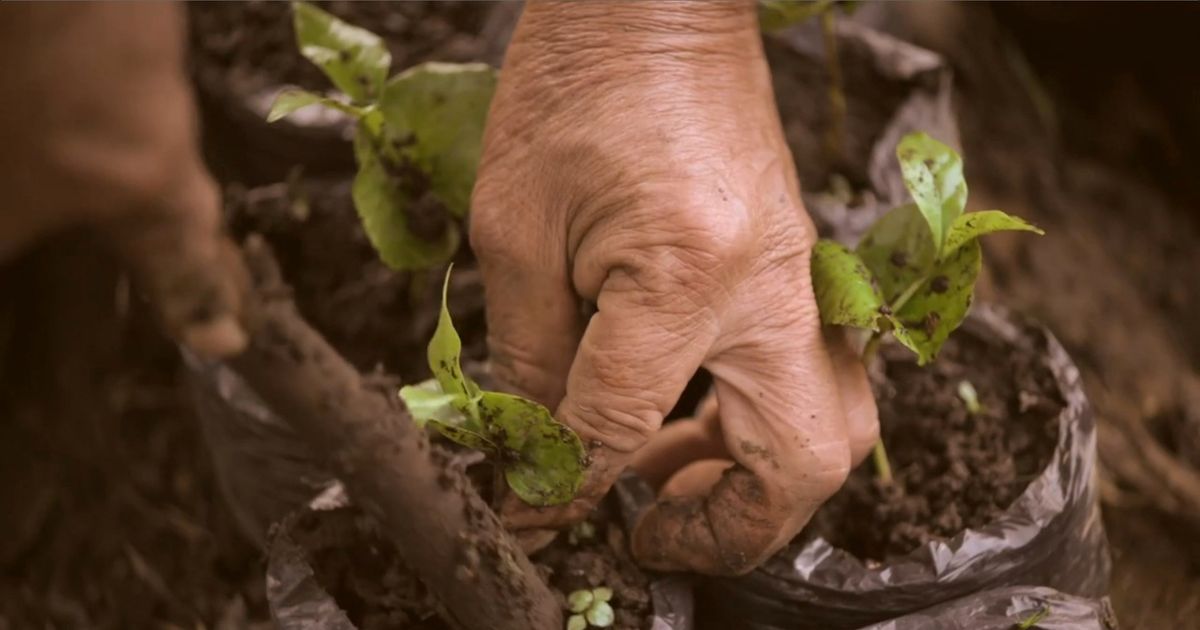 Here’s the Trailer for a Gorgeous-Looking Documentary All About Coffee