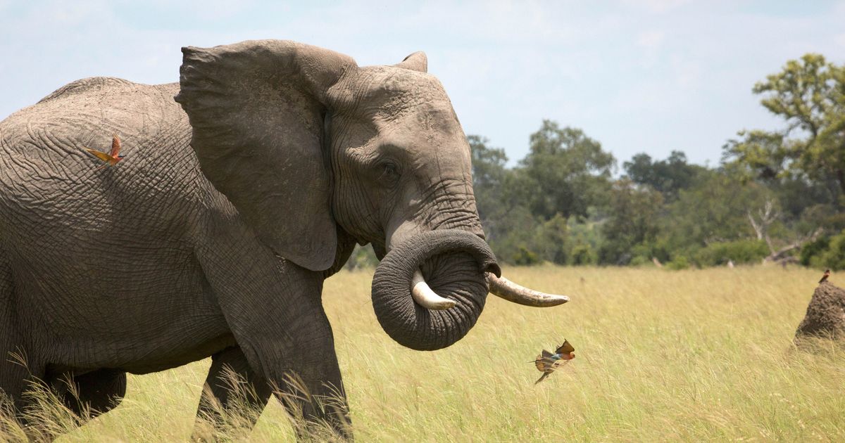 'Planet Earth II' GIF Recap: Grasslands