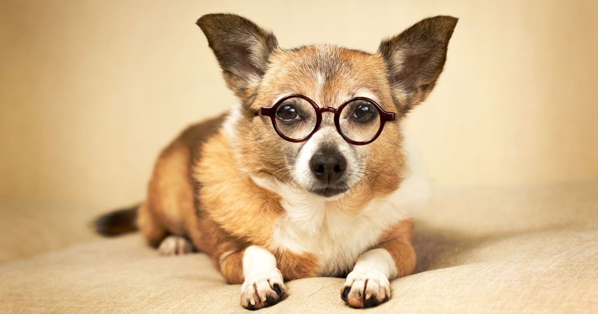 Everyone Wants Their Dog to Be a Genius Now -- Science of Us