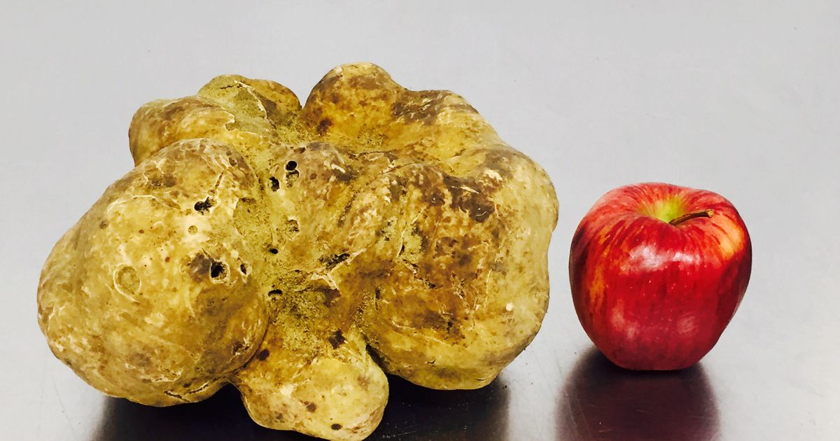 ‘World’s Largest’ Truffle Will Be Auctioned in New York City This Weekend