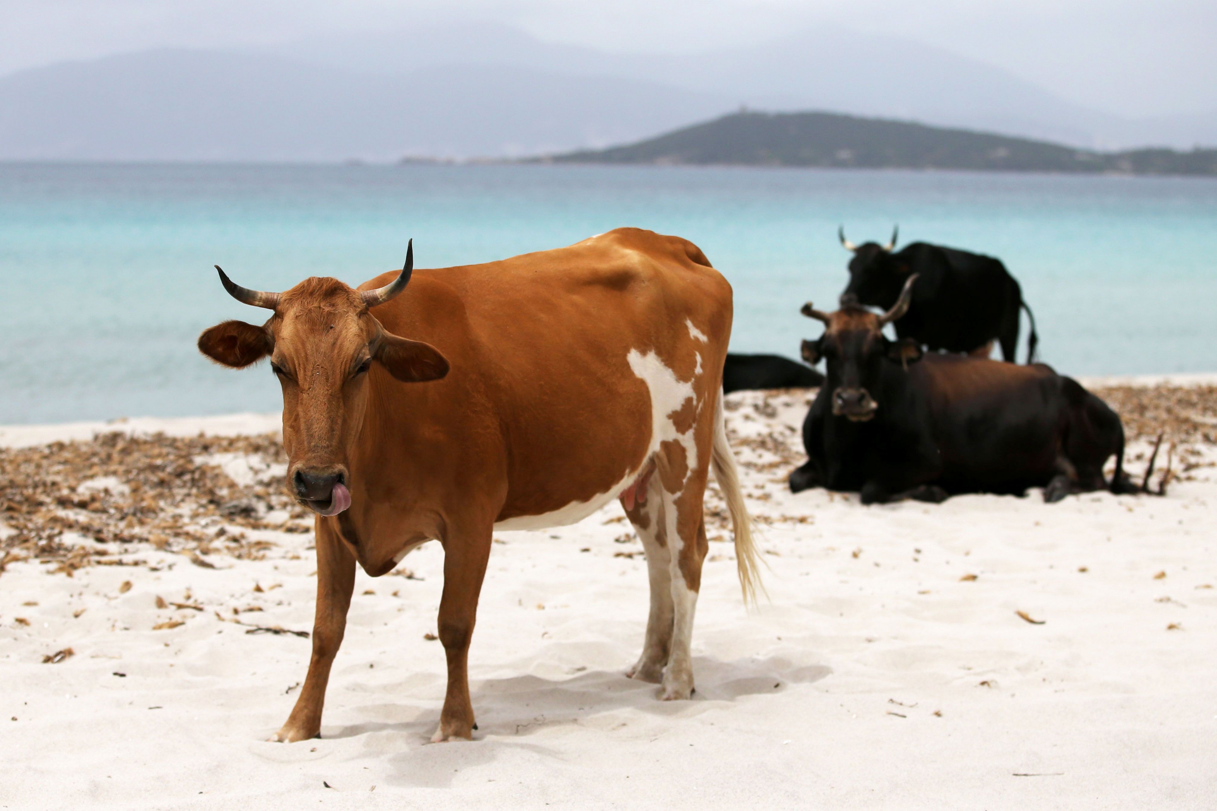 Island Of The Sun Cattle