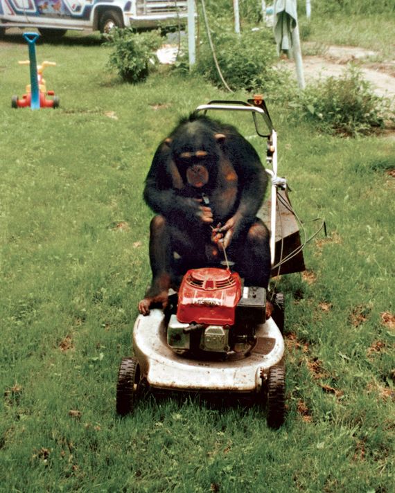 Travis the Menace: The Family Saga of Travis the Chimp