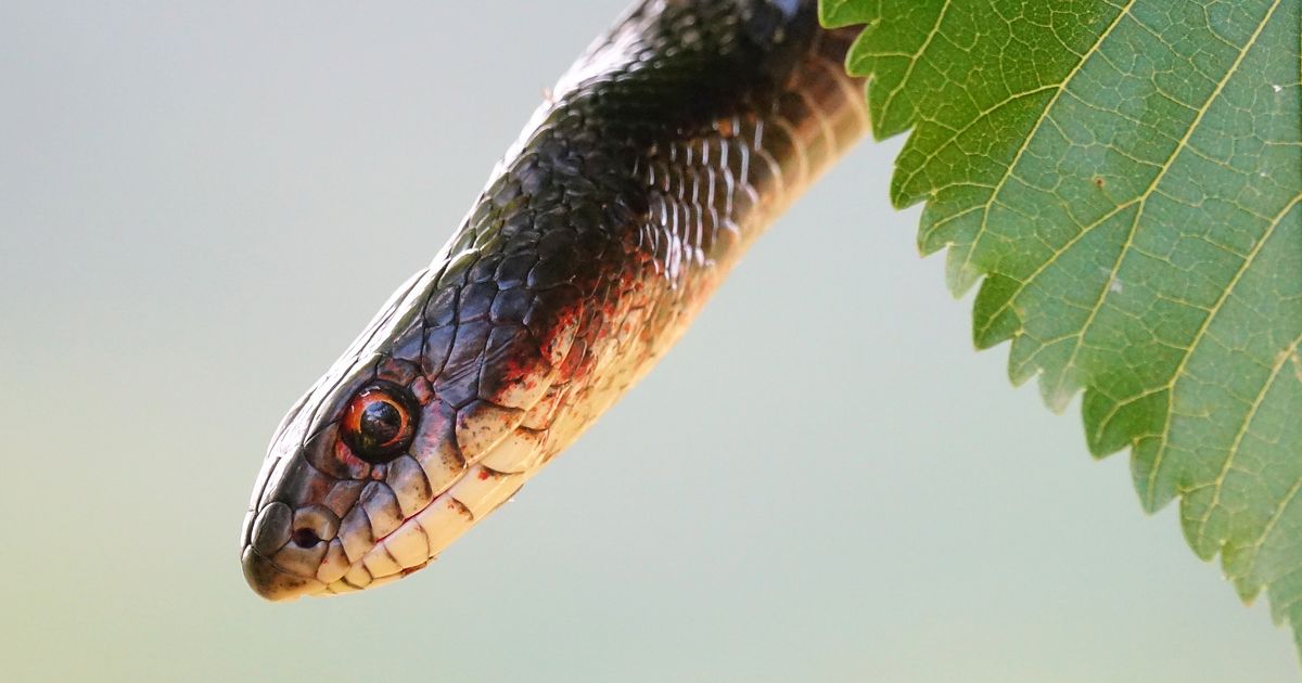 Venomous Snake Owners Hate the Attention They’re Getting