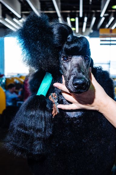 See All of the Primping Pups at the Westminster Dog Show