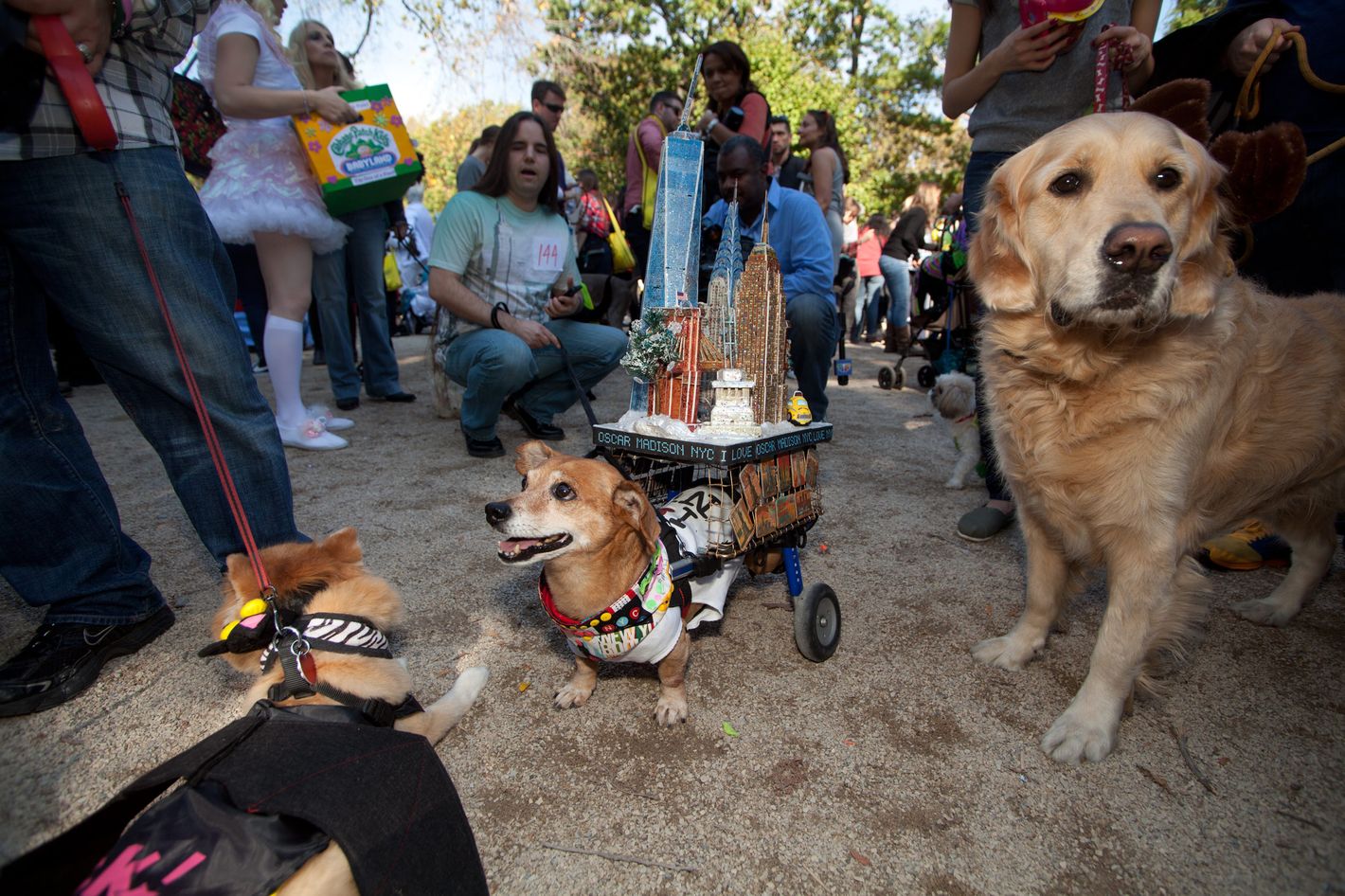 Here Are the Best Costumes From This Year’s Halloween Dog Parade