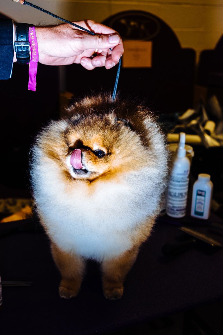 See All of the Primping Pups at the Westminster Dog Show