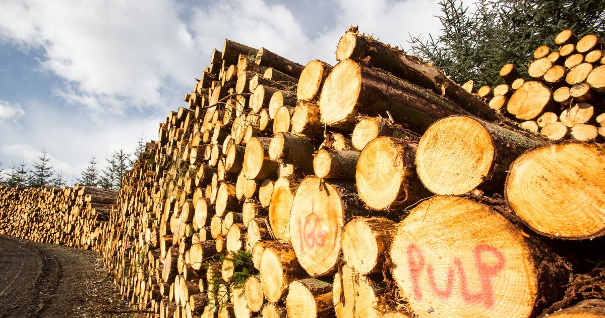Wood-Pulp Parmesan Is the Cheese America Deserves