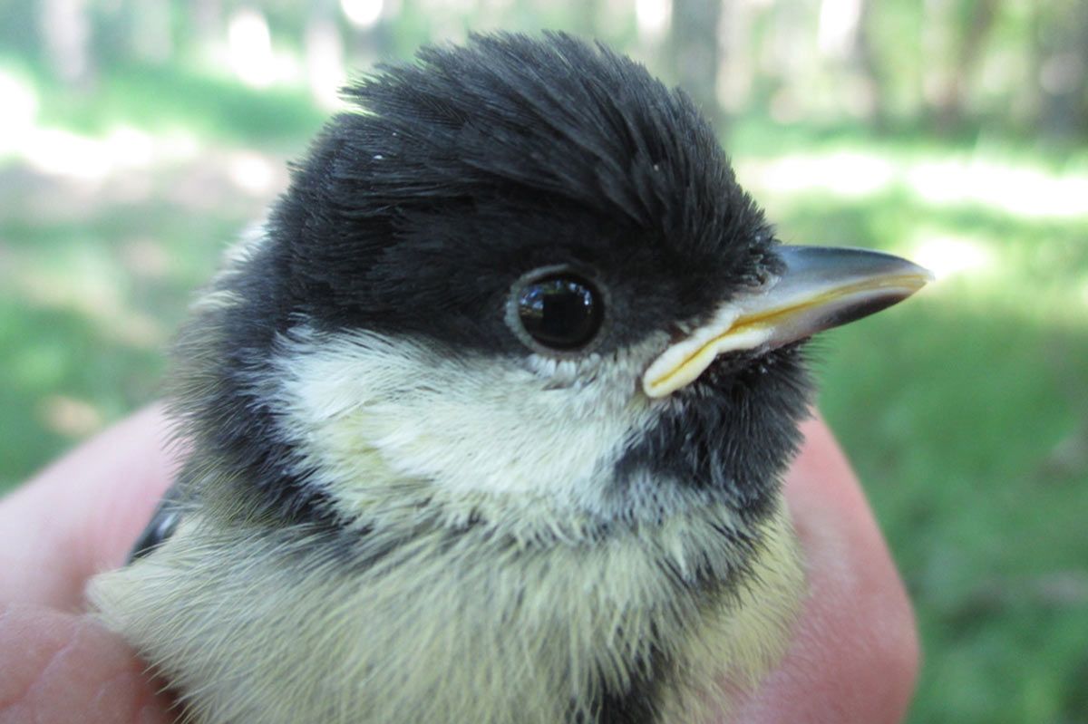 City Birds Are More Disheveled Than Country Birds -- Science of Us