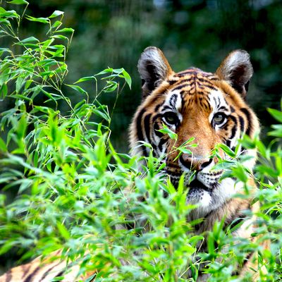 Houston Tiger Still on the Loose, Police Say